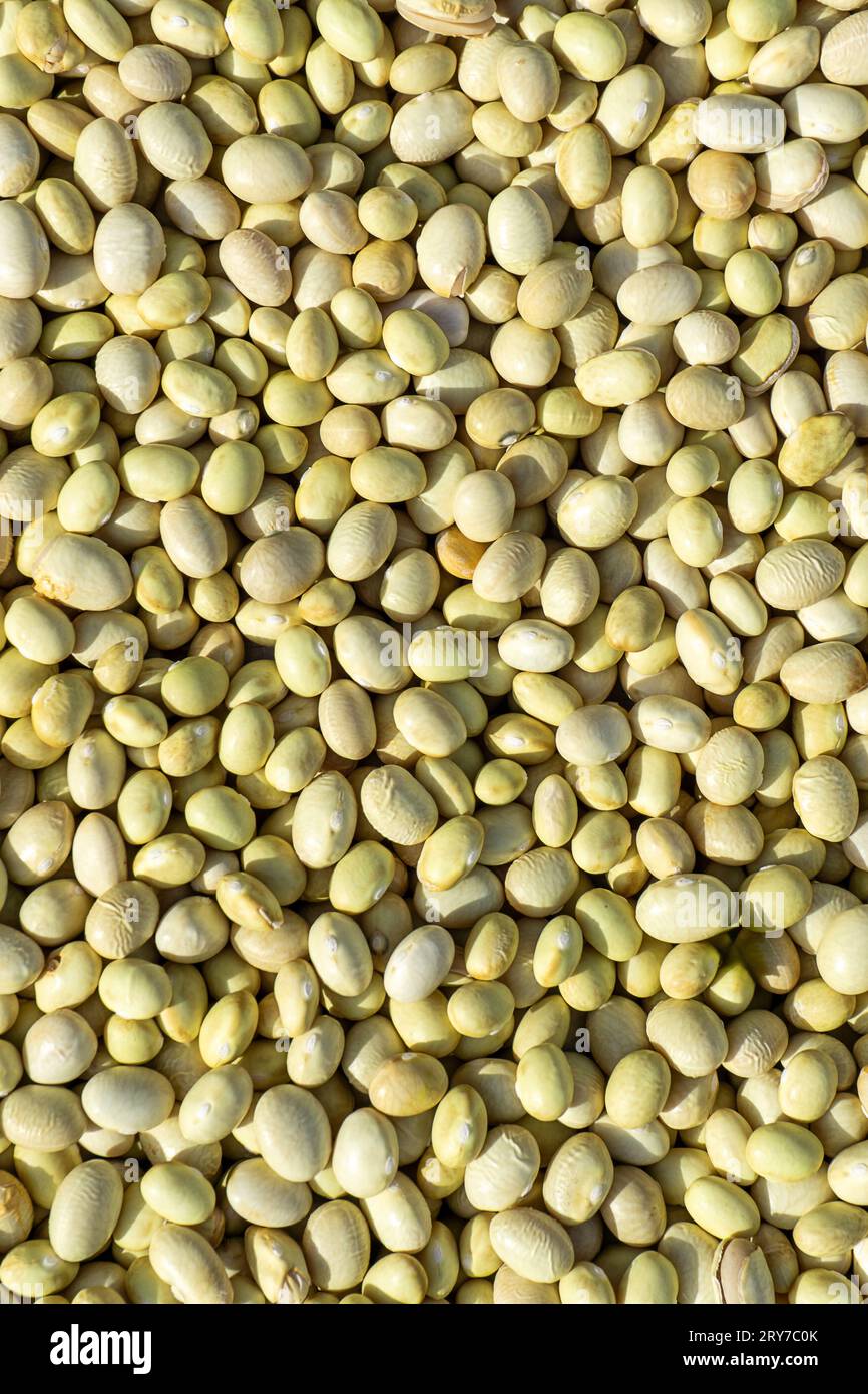 White beans texture, background. Legume Stock Photo - Alamy