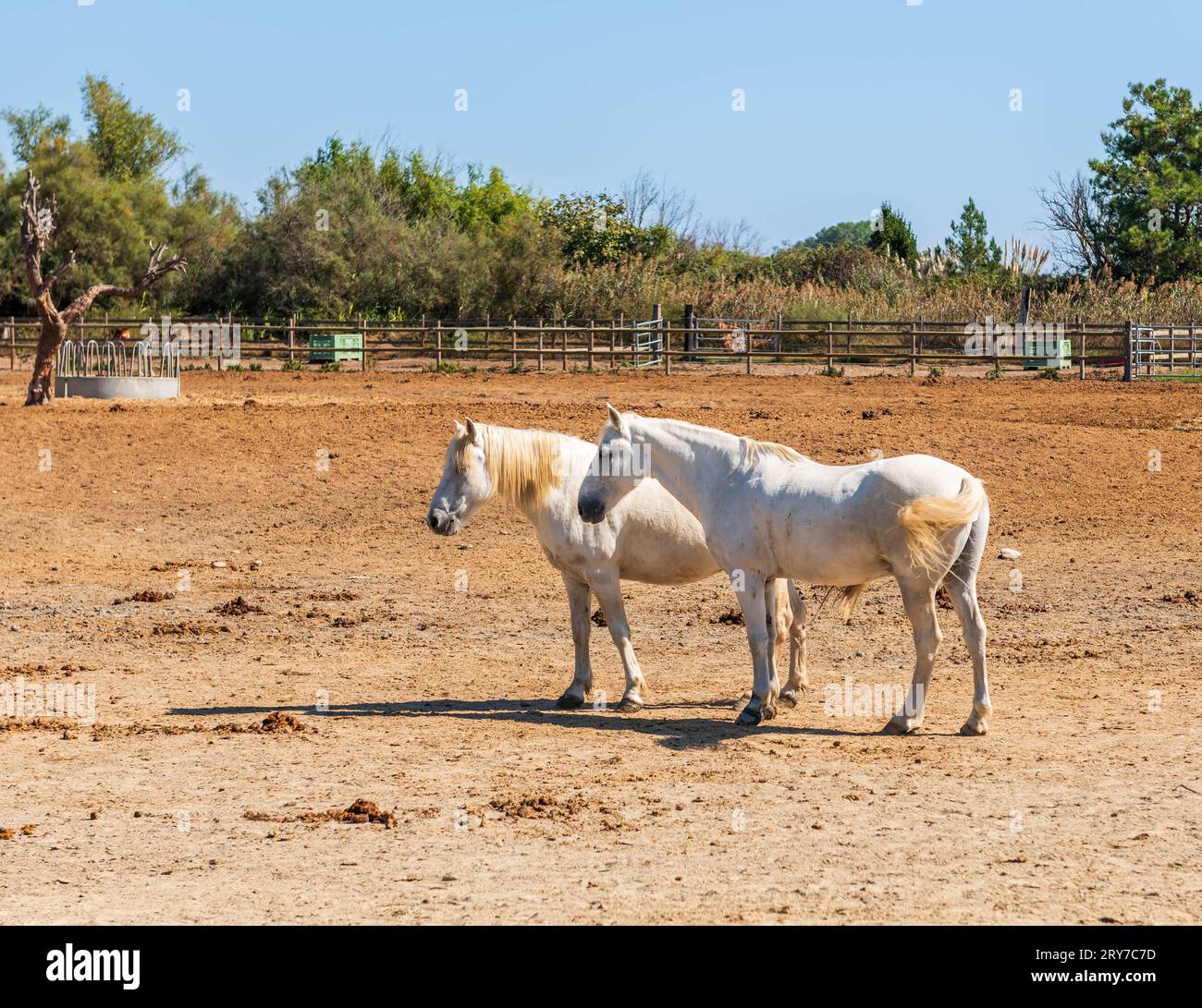 Camargue horses in a herd in Camargue, Provence, France Stock Photo - Alamy