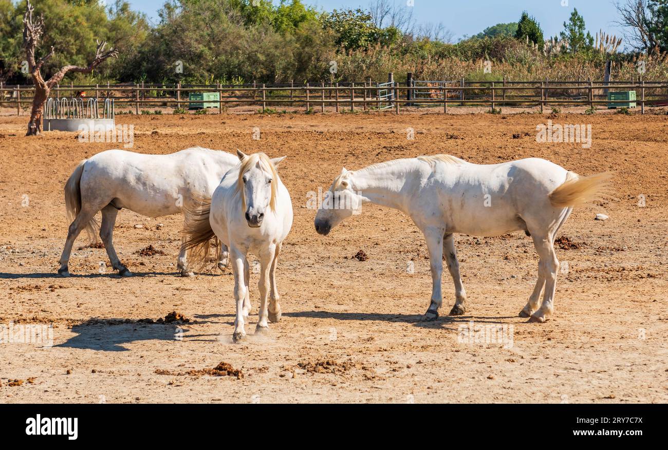 Camargue horses in a herd in Camargue, Provence, France Stock Photo - Alamy