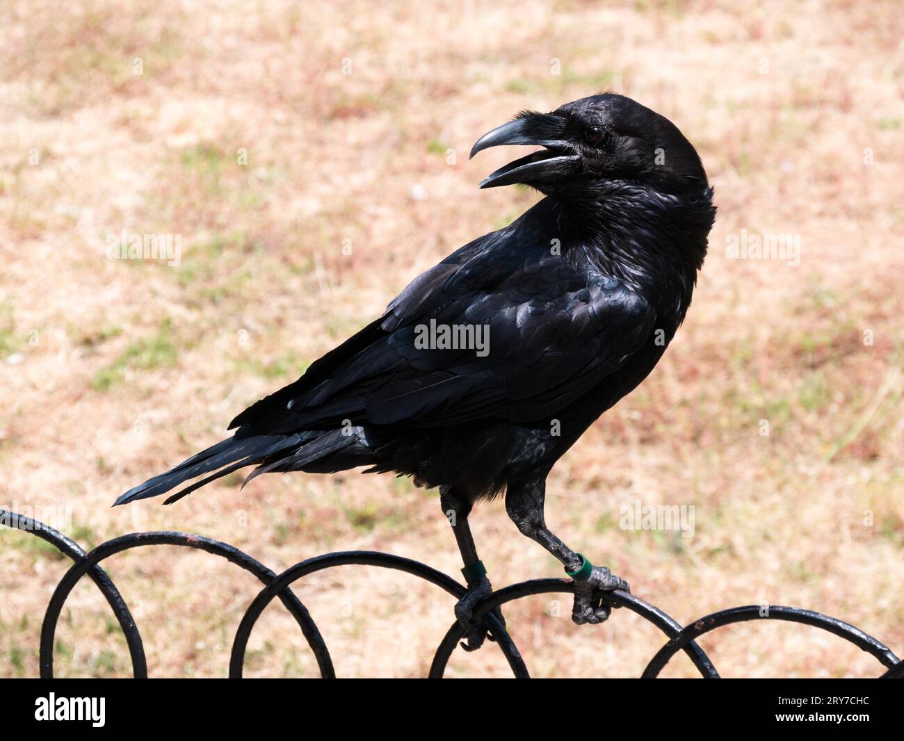 black raven perched on a fence looking back symbol of the tower of ...