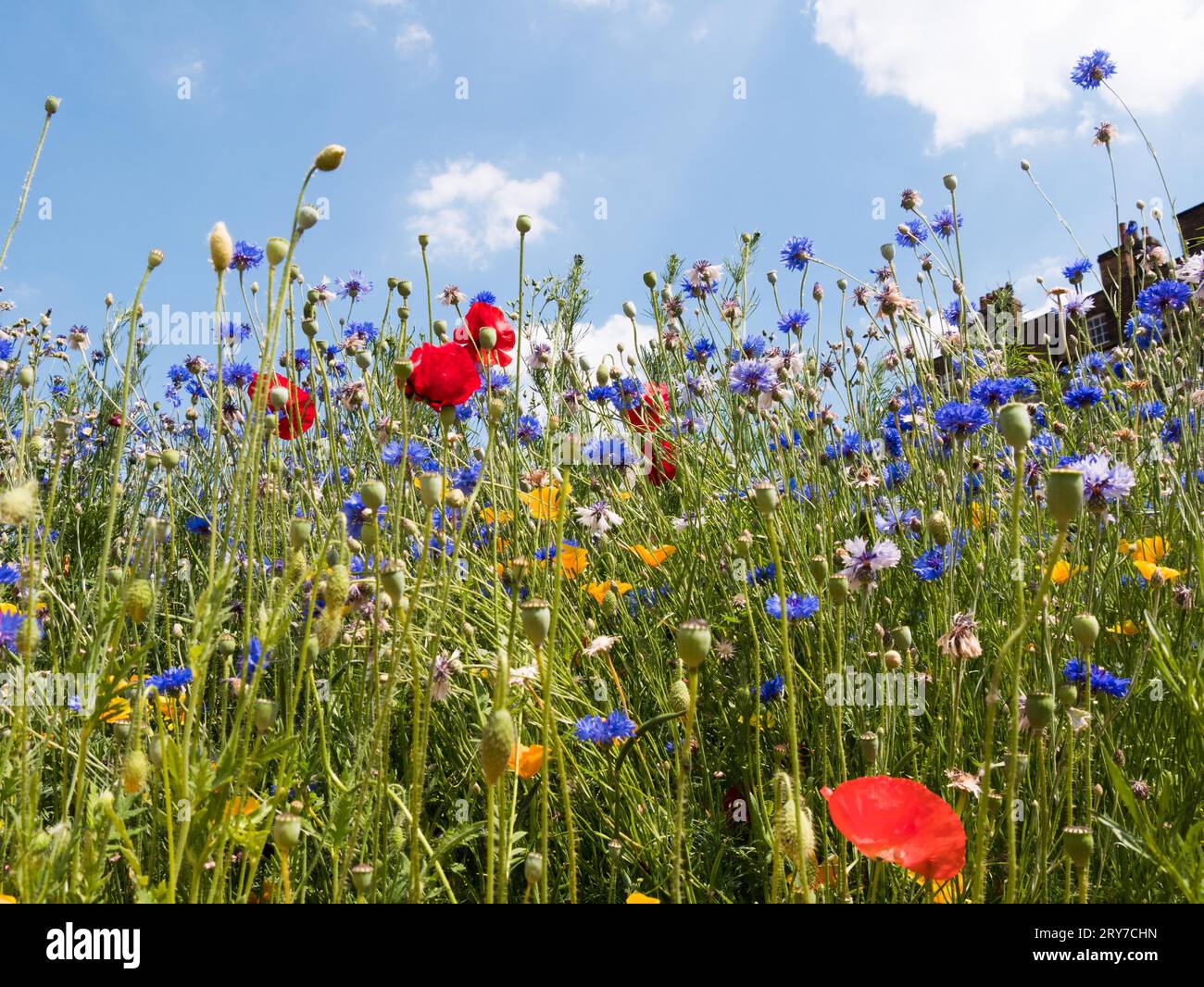 spring blue, yellow and red flowers on the pit of the tower of london ...