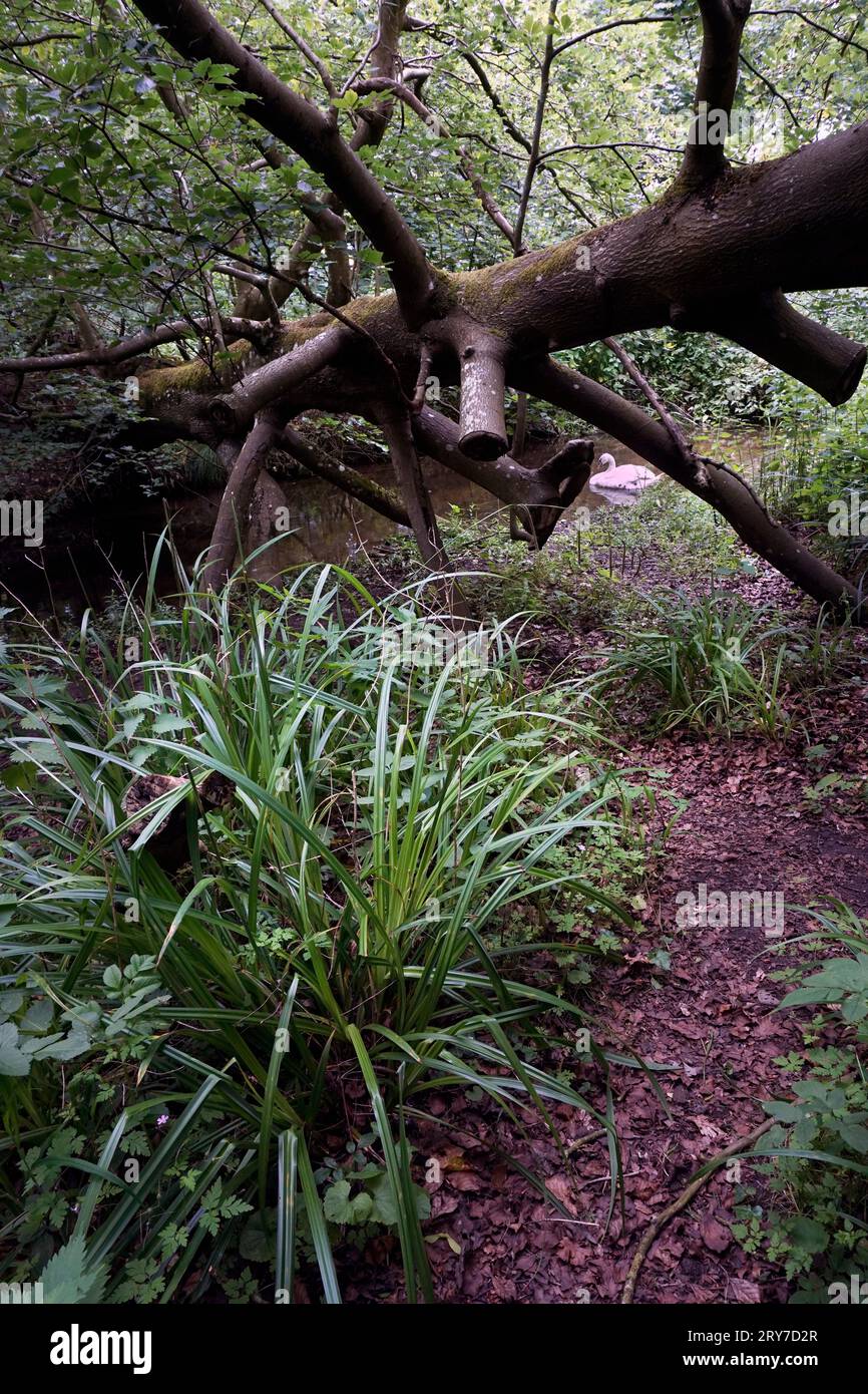 damp woodland with fallen tree over small image of swan norfolk england ...