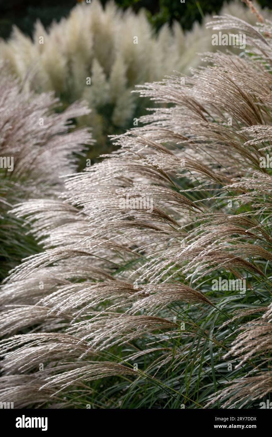 Deciduous ornamental grass, by the name Miscanthus sinensus Flamingo ...