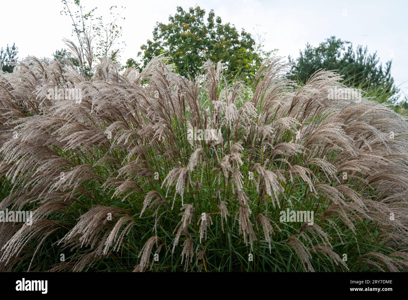 Deciduous ornamental grass, by the name Miscanthus sinensus Flamingo ...