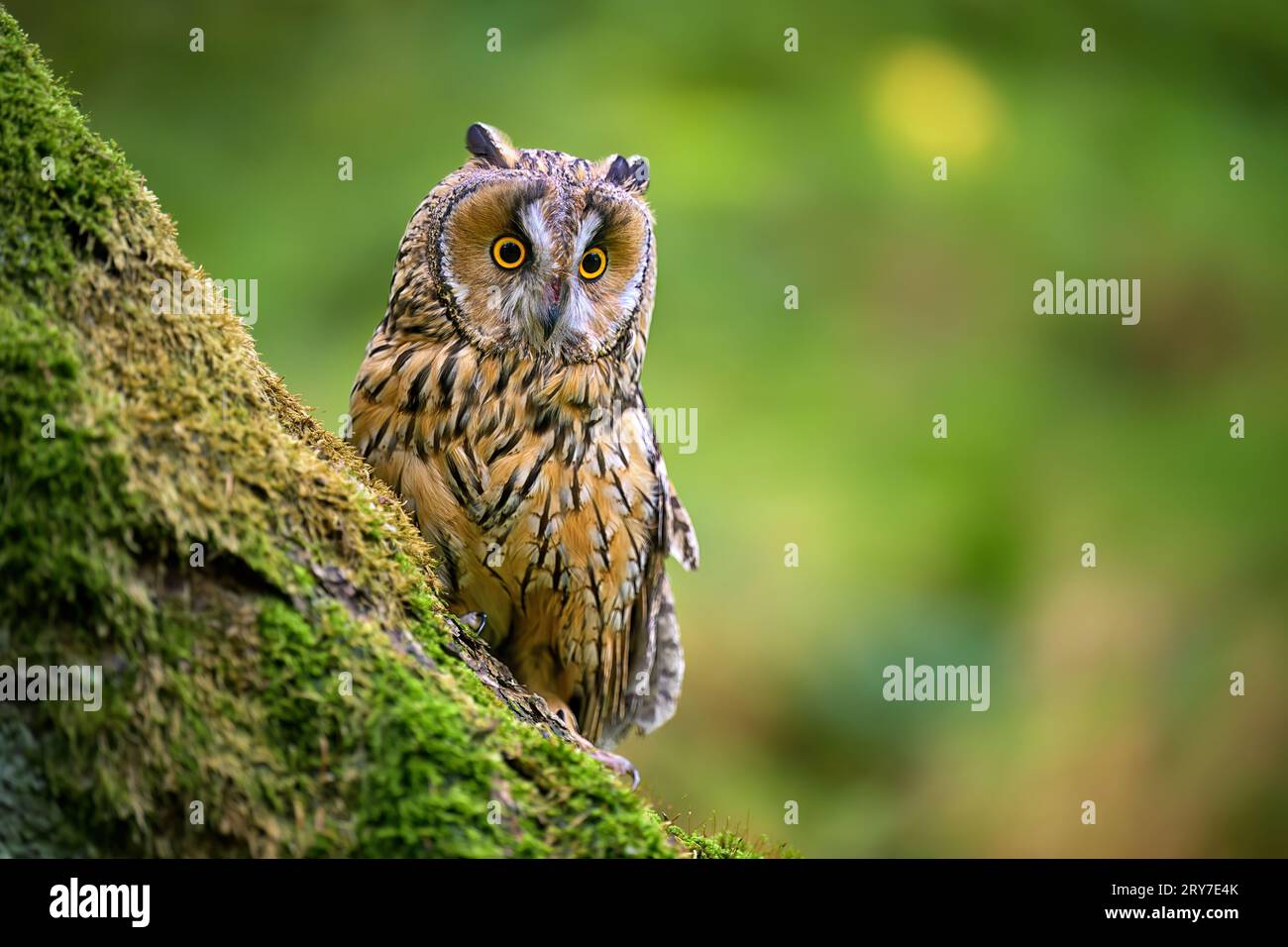 Owl among trees hi-res stock photography and images - Alamy