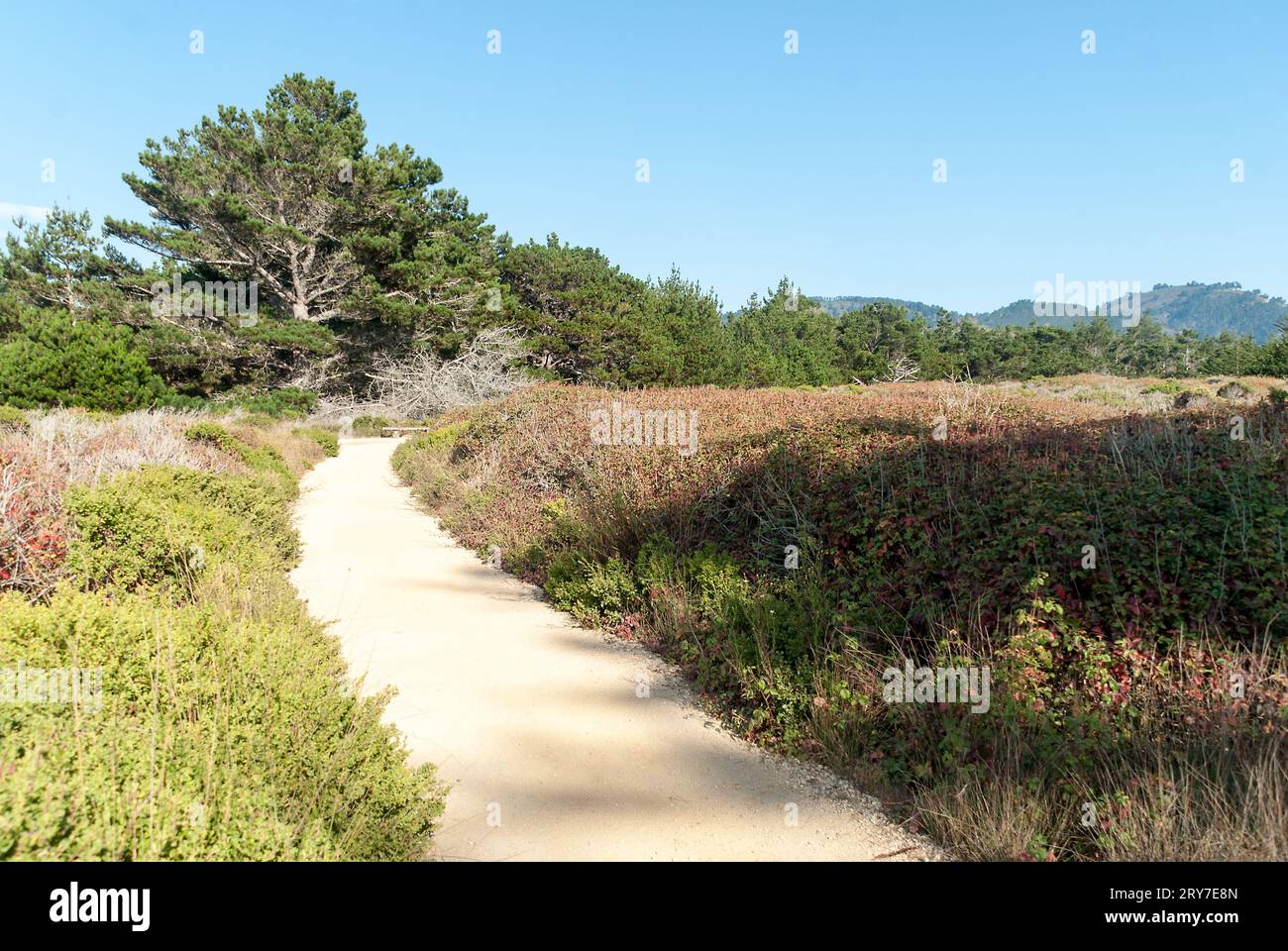 Path among blooming shrubs in a forest park Stock Photo - Alamy