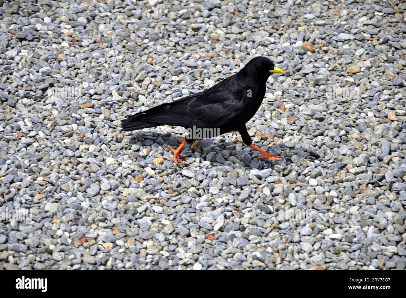 Alpendohle hi-res stock photography and images - Alamy