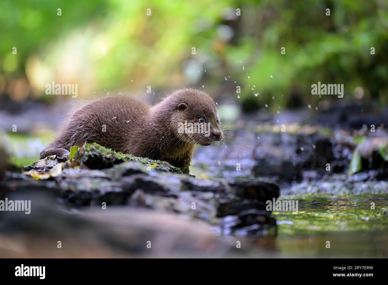 Otter water slide hi-res stock photography and images - Alamy
