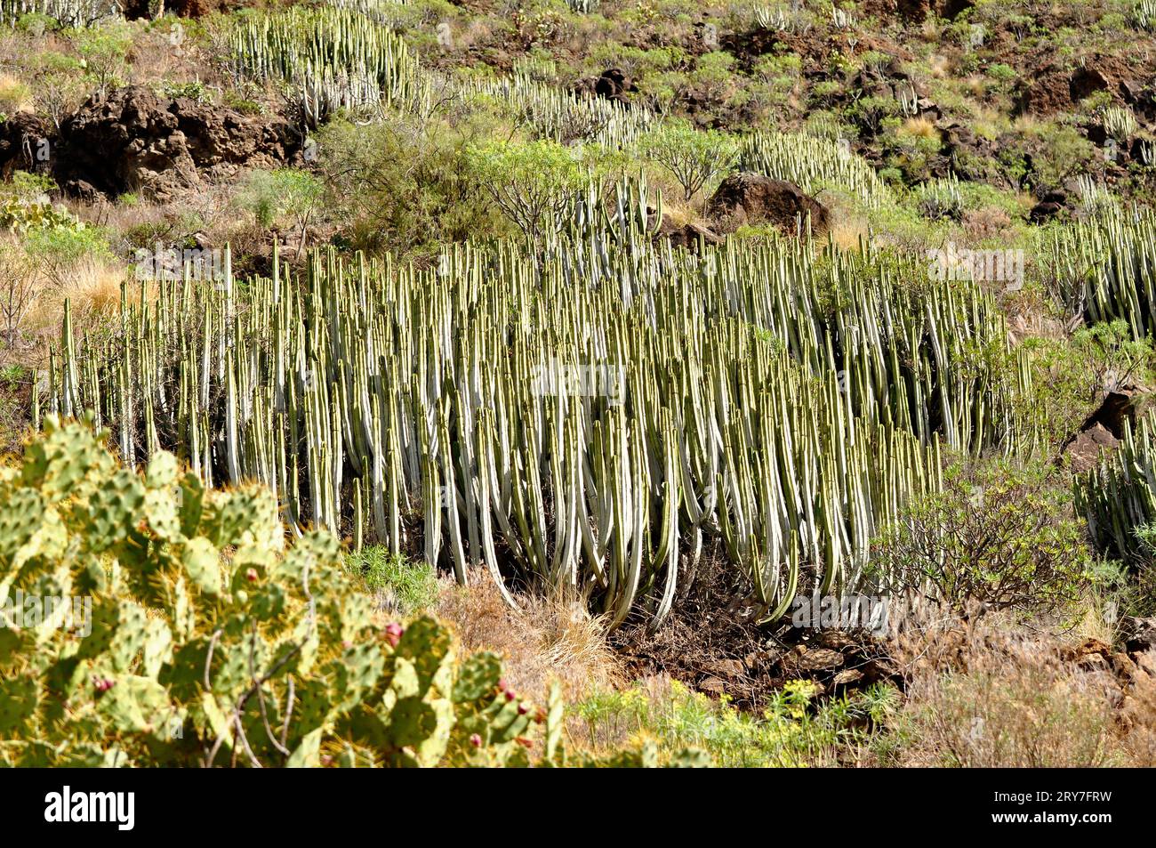 Spurgeon hi-res stock photography and images - Alamy