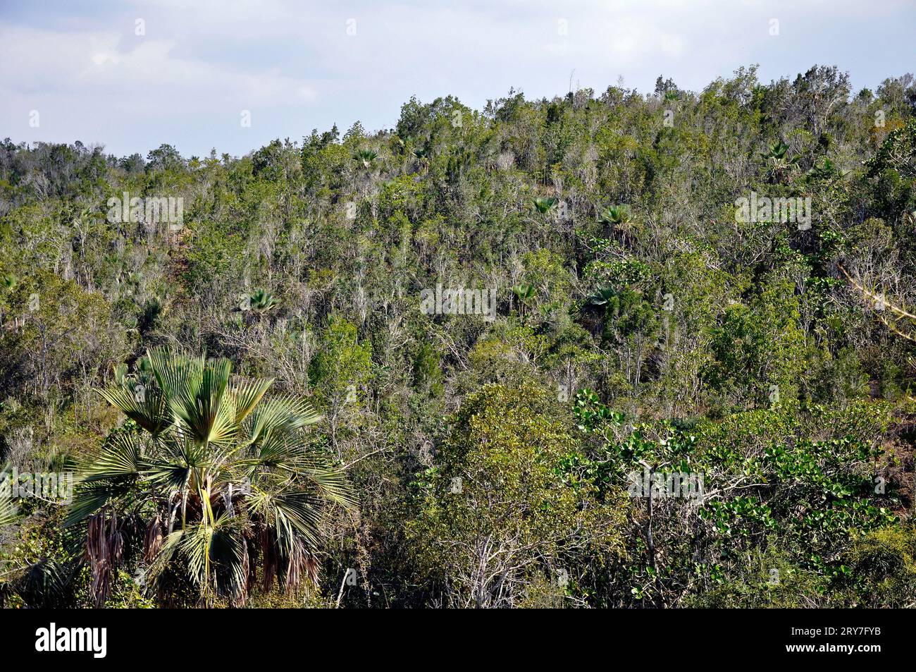 Cuba vegetation hi-res stock photography and images - Alamy