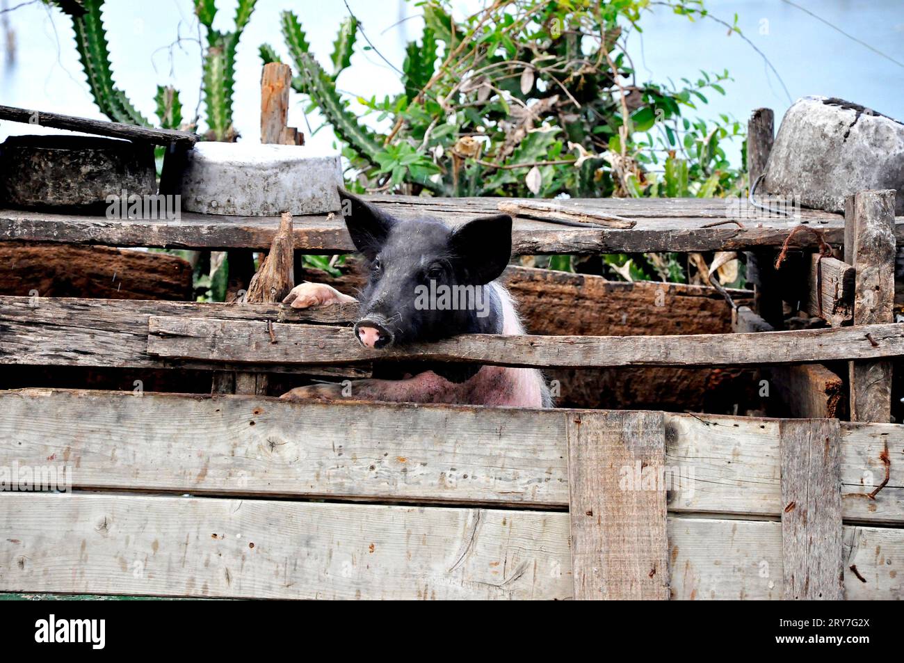 Cuban pig hi-res stock photography and images - Alamy