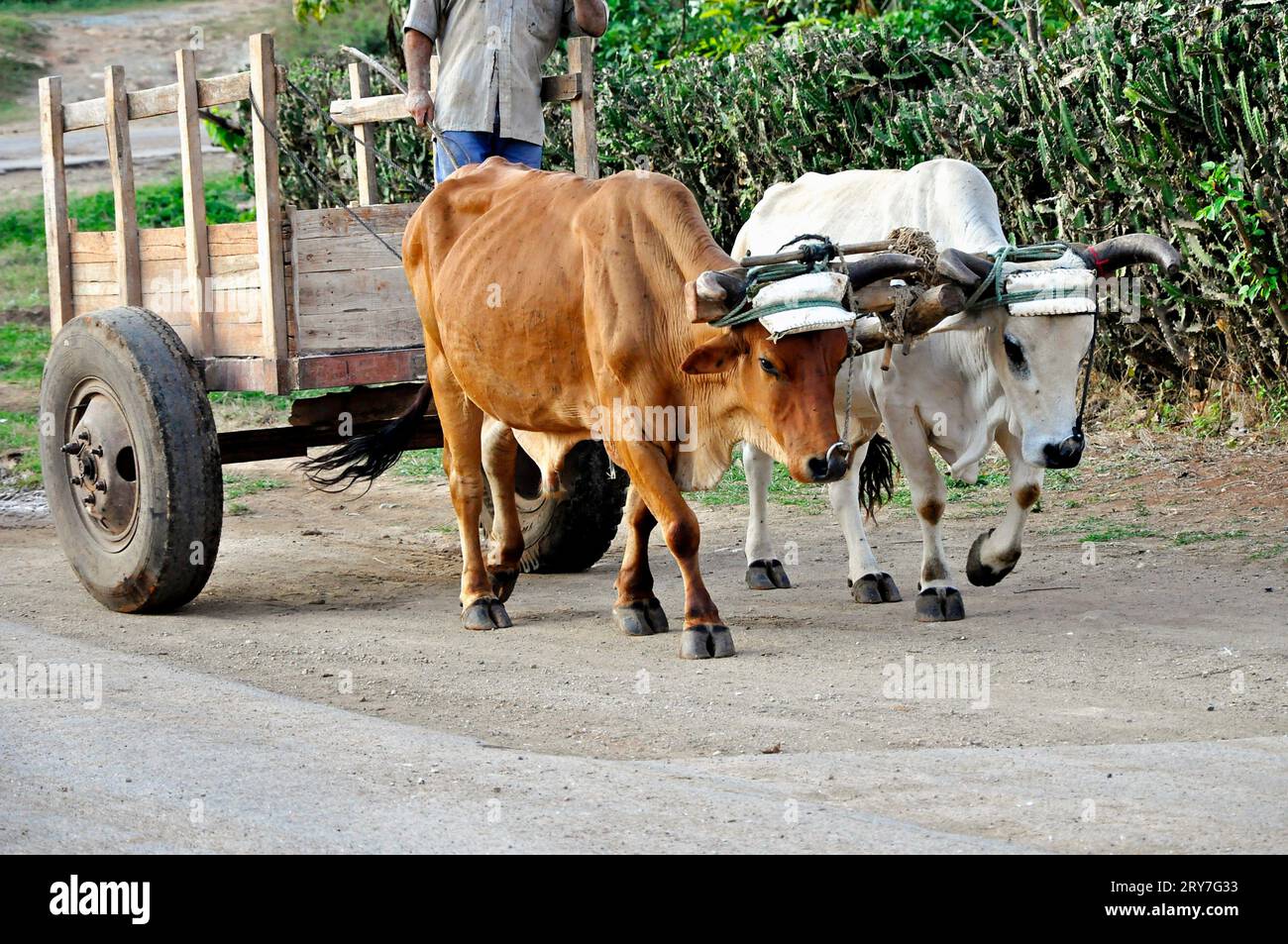 Team of oxen hi-res stock photography and images - Alamy