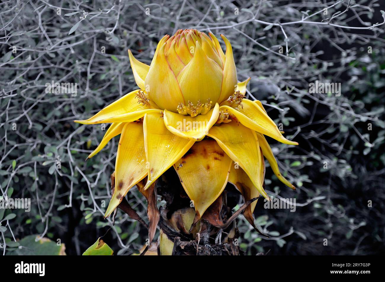 Musaceae hi-res stock photography and images - Alamy
