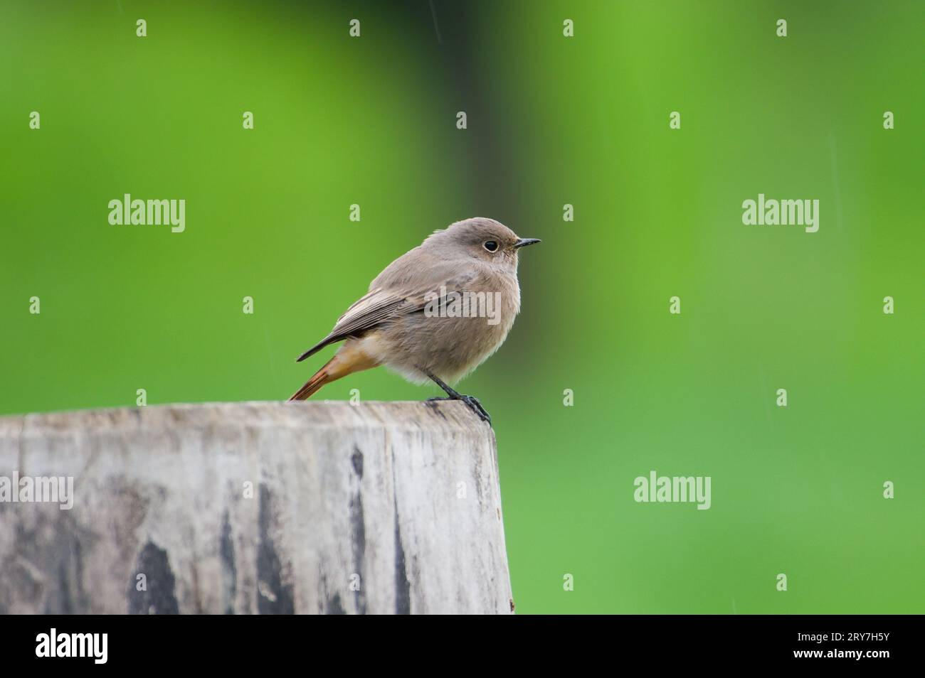 Baby bird probably Phoenicurus ochruros aka black redstart is sitting ...