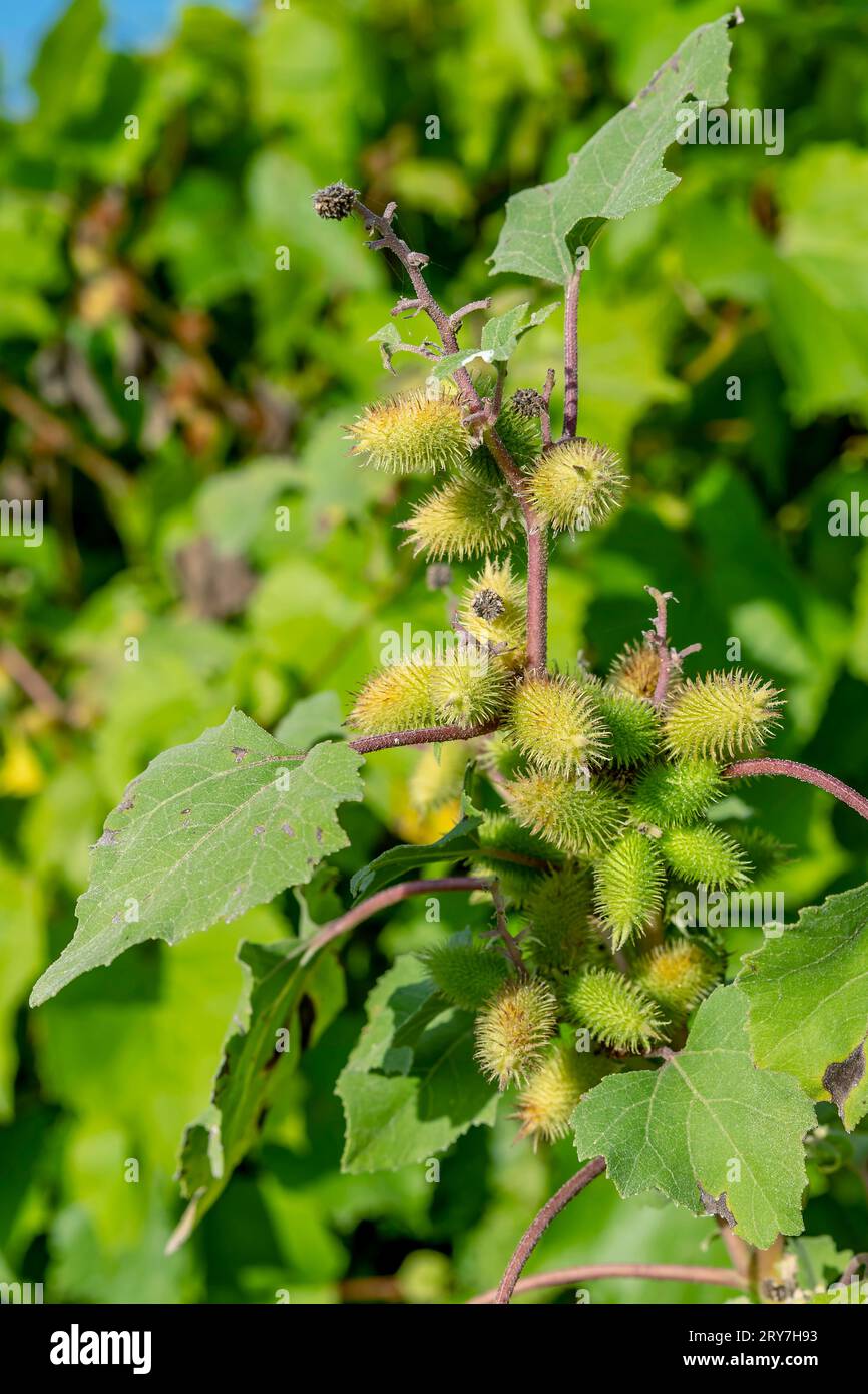 A Xanthium plant also known as common cocklebur during the summer ...
