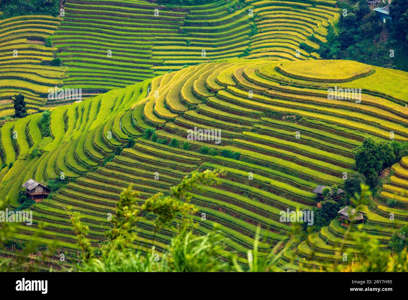 Aerial view of rice terrace field of La Pan Tan near Sapa, Vietnam ...