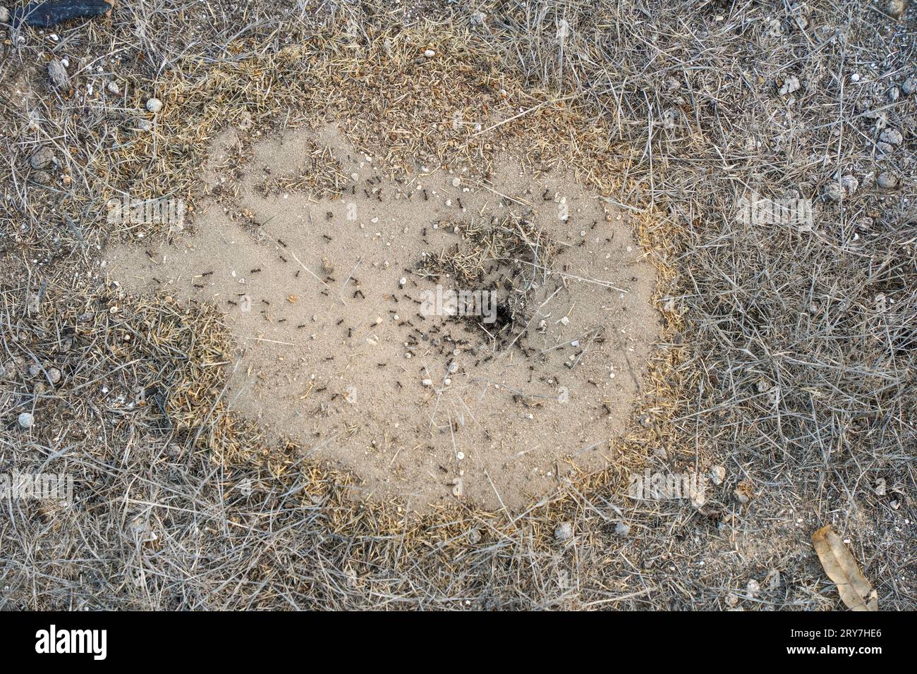 Black Ants in ants nest. Spain Stock Photo - Alamy