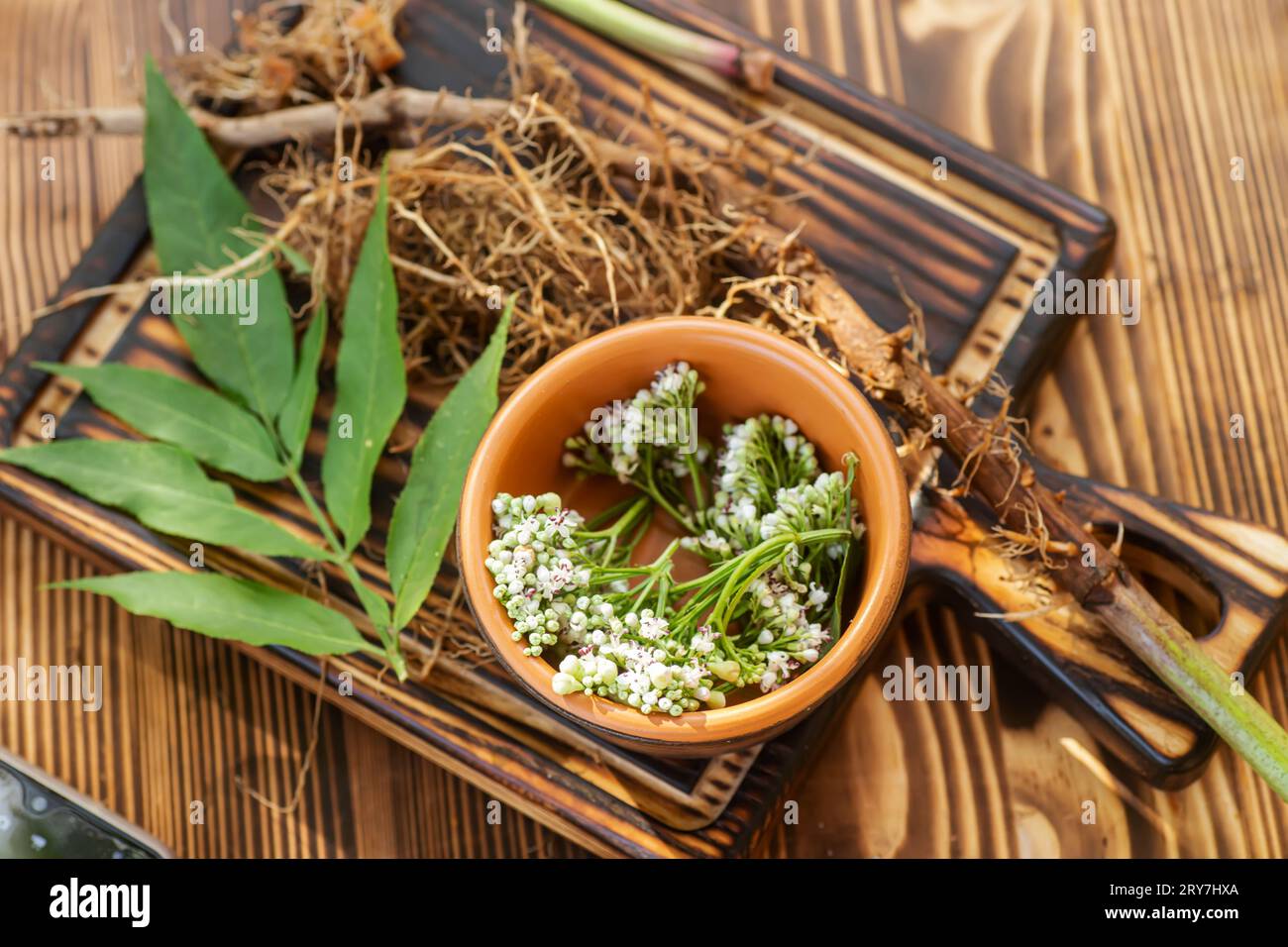 Valeriana roots, leaves and flowers close-up. Collection and harvesting ...