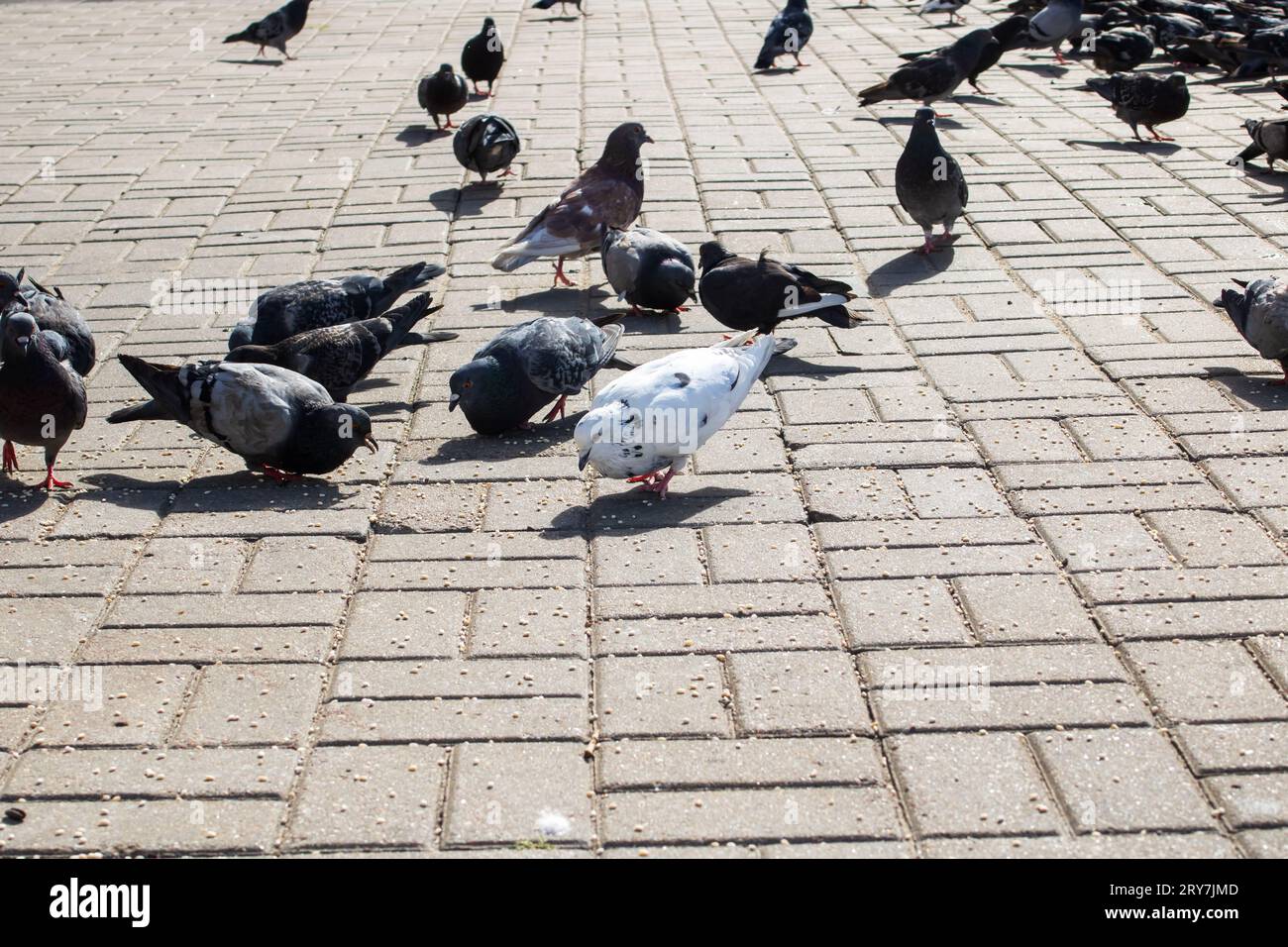Pigeons eating grain on the sidewalk close up Stock Photo - Alamy