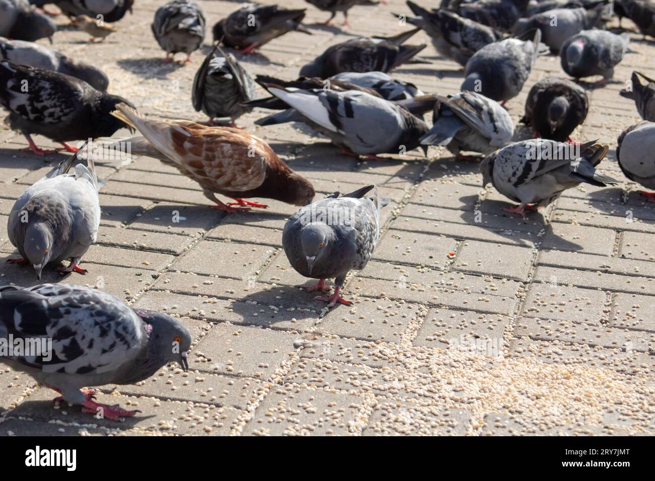 Pigeons eating grain on the sidewalk close up Stock Photo - Alamy