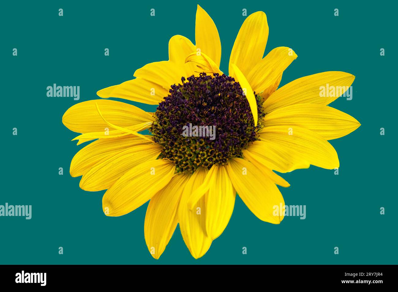 Botanical illustration of sunflower hi-res stock photography and images ...