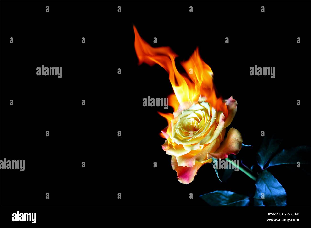 Fire rose hi-res stock photography and images - Alamy