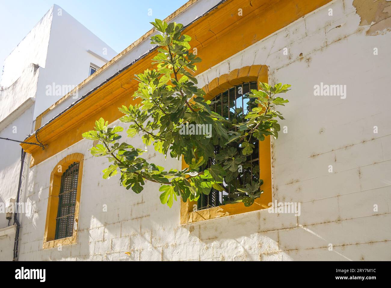Fig tree growing out of a Dilapidated building in ruins, Cadiz, spain ...