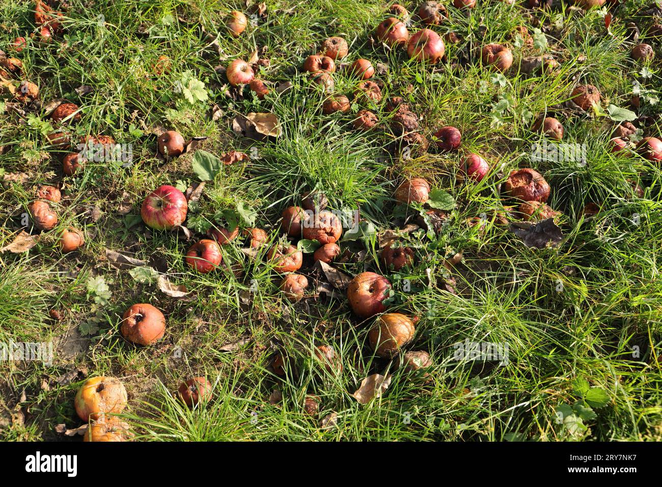 Wheelbarrow full apples hi-res stock photography and images - Alamy
