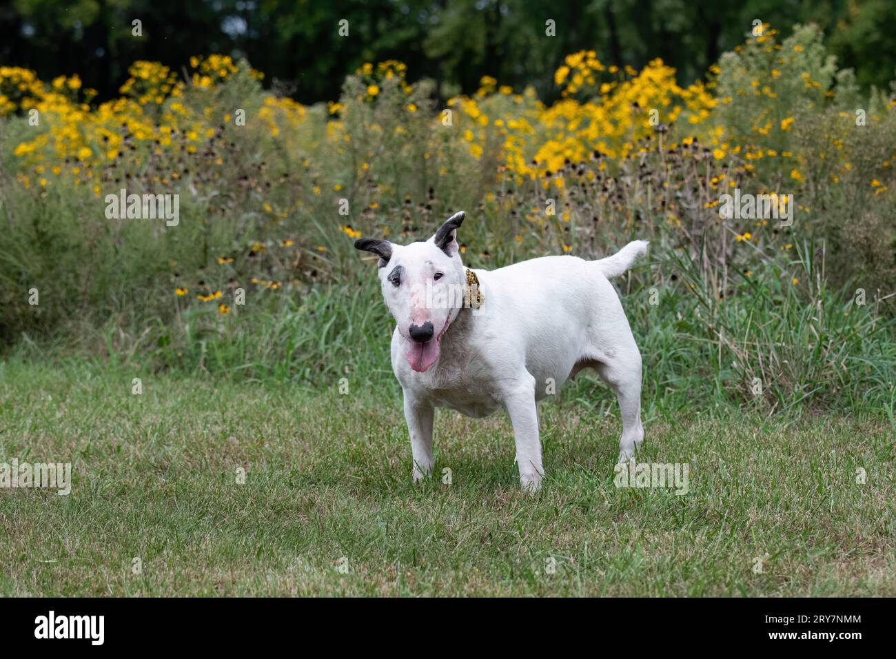 Senior white bull terrier posing for a portrait at a park by flowers ...