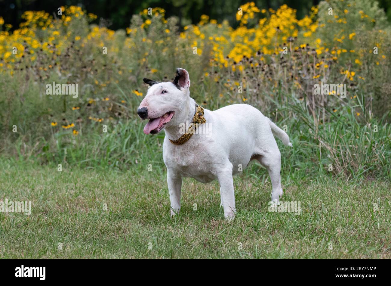 Older bull terrier in the park posing for a natural portrait by flowers ...
