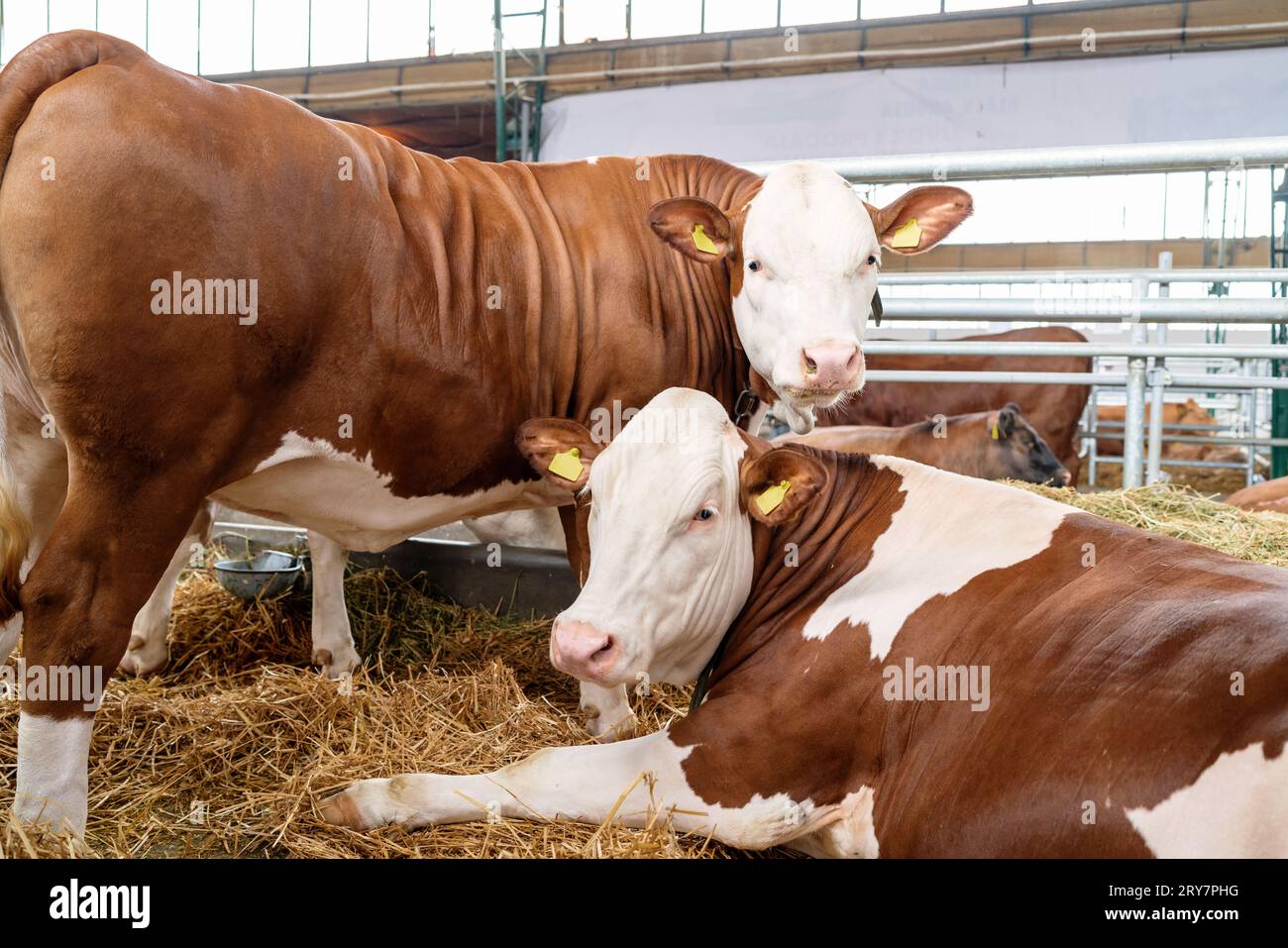 Cattle paddock hi-res stock photography and images - Alamy