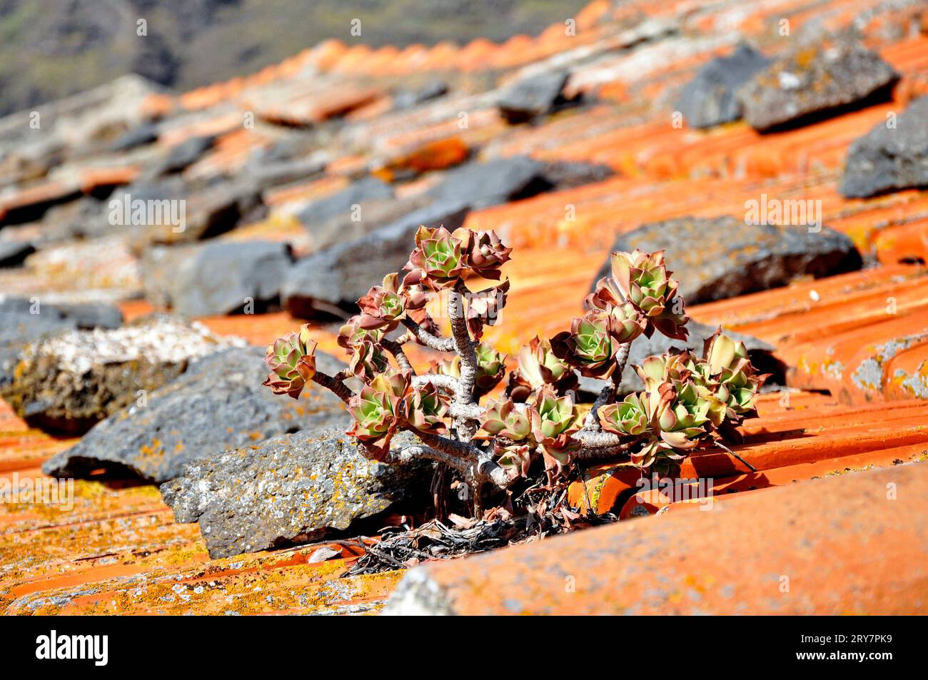 Houseleek on Spanish roof Stock Photo - Alamy