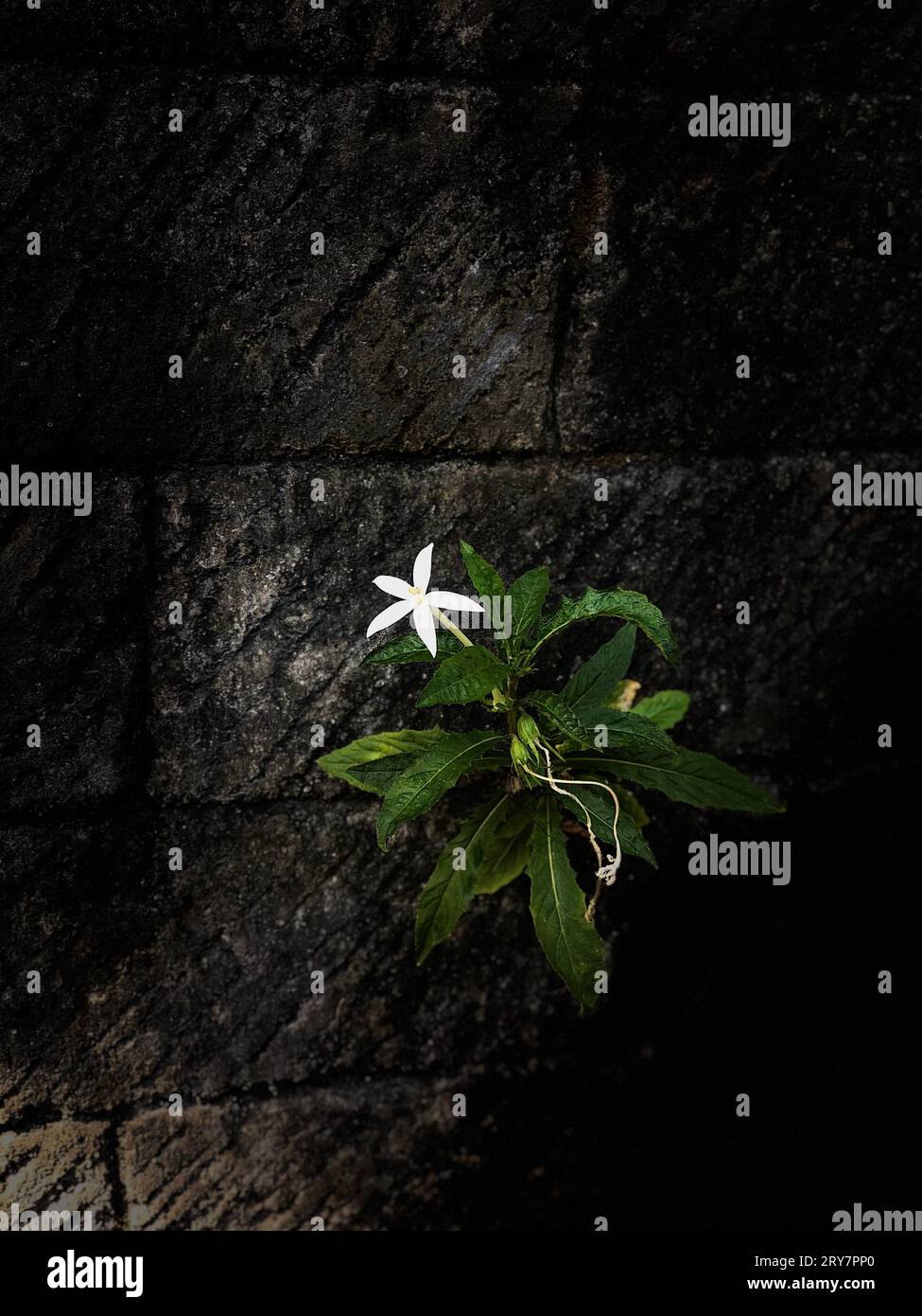 Flower on a brick wall Stock Photo - Alamy
