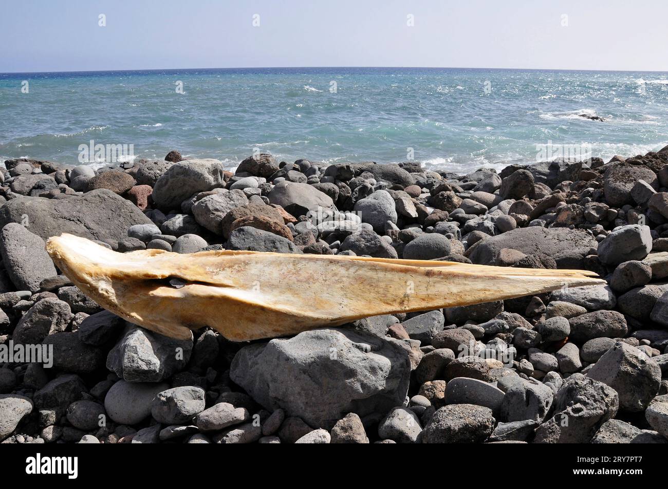 Whaling bones on the coast Stock Photo - Alamy