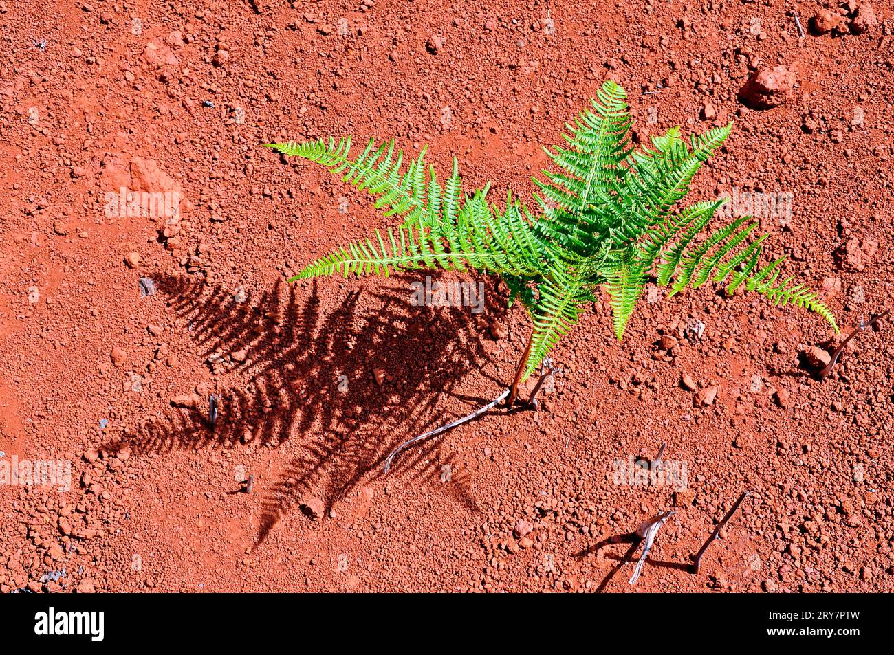 Red volcanic soil hi-res stock photography and images - Alamy
