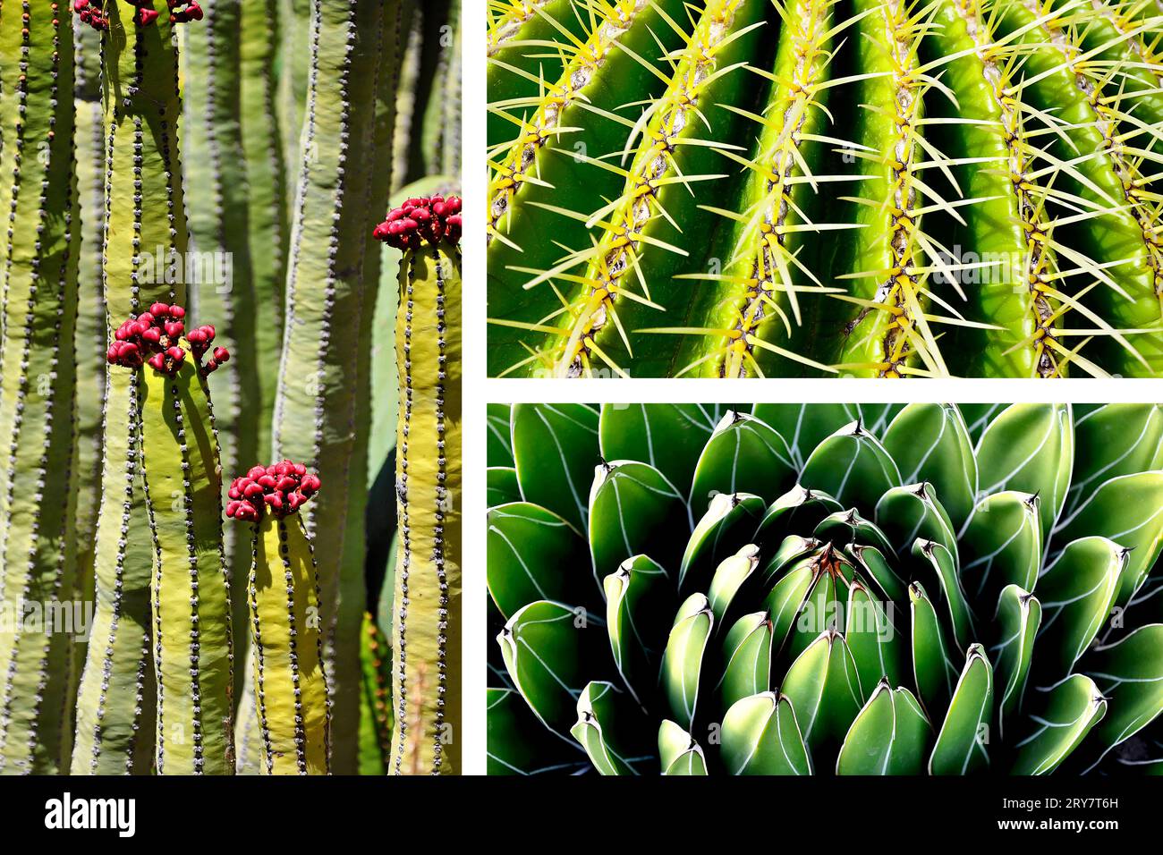 Pflanzen die pflanzen hi-res stock photography and images - Alamy