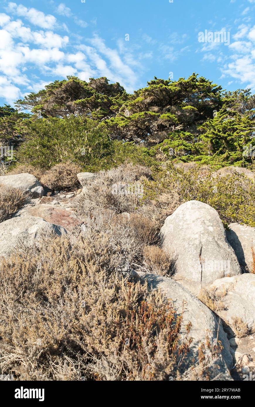 Rocky boulder against a background of tall trees in a forest on a sunny ...