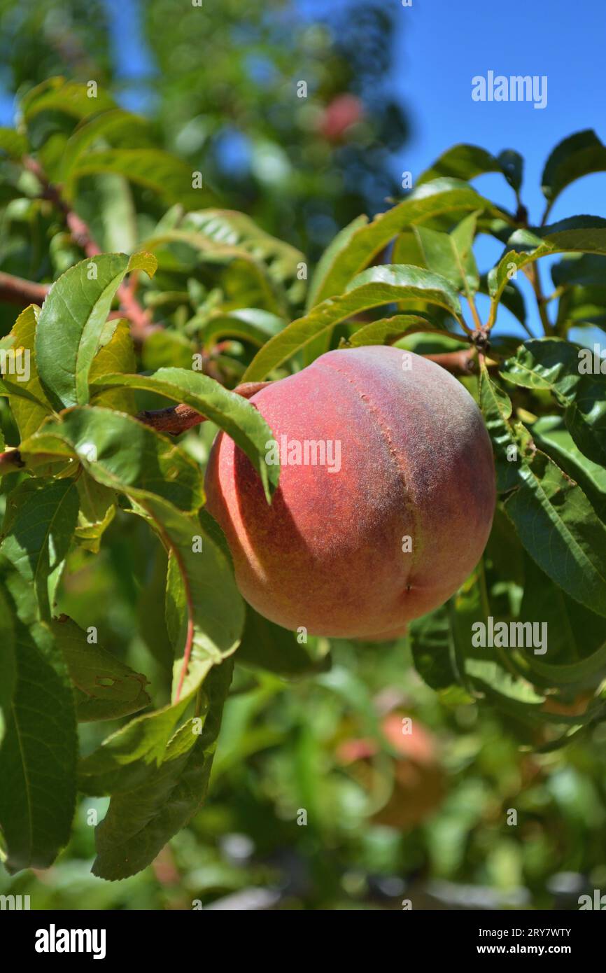 Peach growing on tree hi-res stock photography and images - Alamy