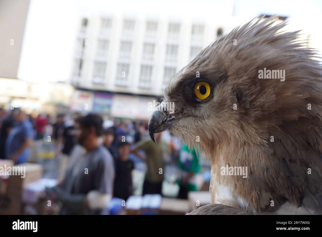 Bird of prey hawk-beak Stock Photo - Alamy