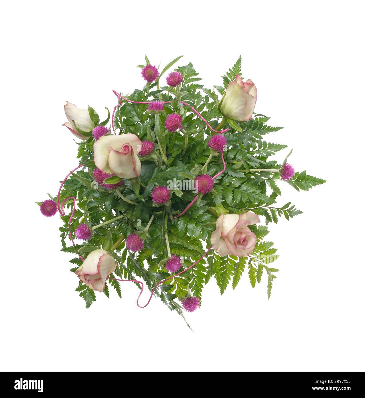 Beauty of botanical detail Cut Out Stock Images & Pictures - Alamy