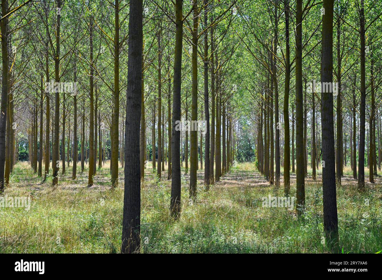 Mono trees hi-res stock photography and images - Alamy