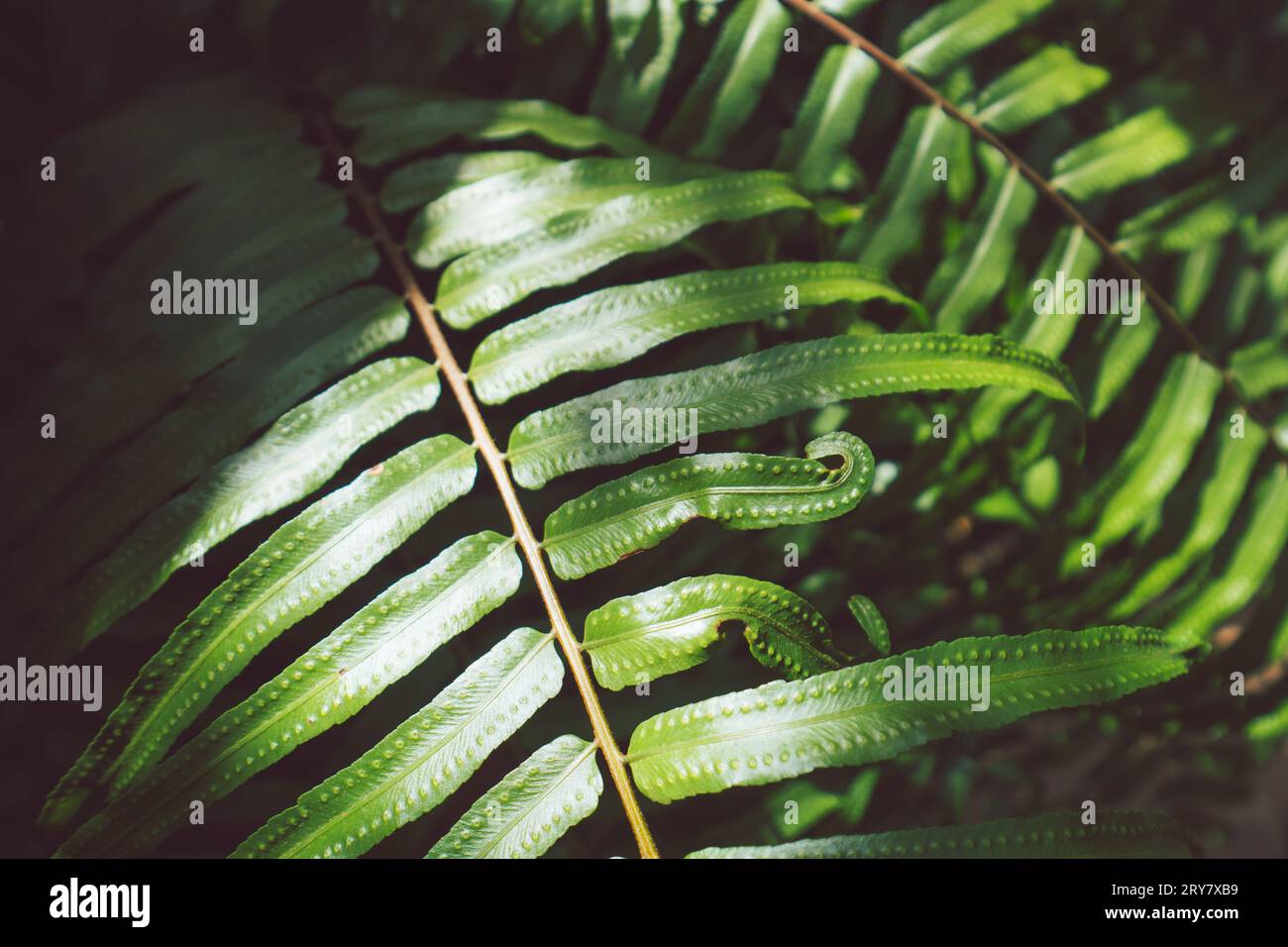 Fern in botanical garden Stock Photo - Alamy