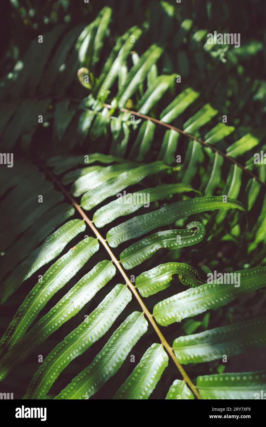 Tree fern in city hi-res stock photography and images - Alamy
