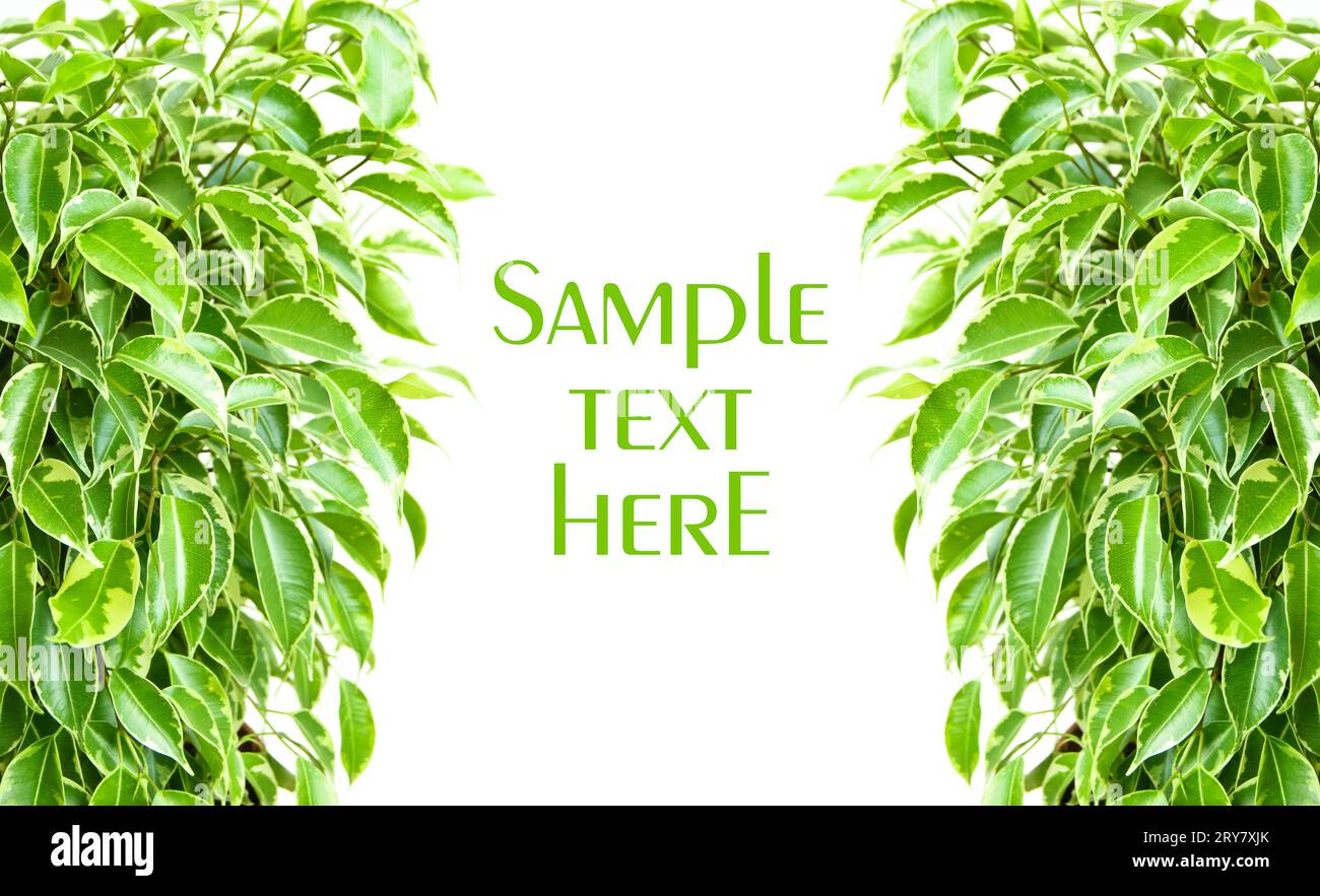 Benjamin ficus hi-res stock photography and images - Alamy