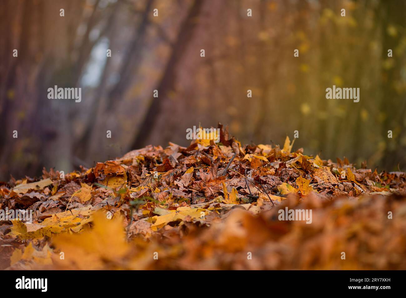 Colorful beautiful background of fallen leaves. Yellow, orange, red ...