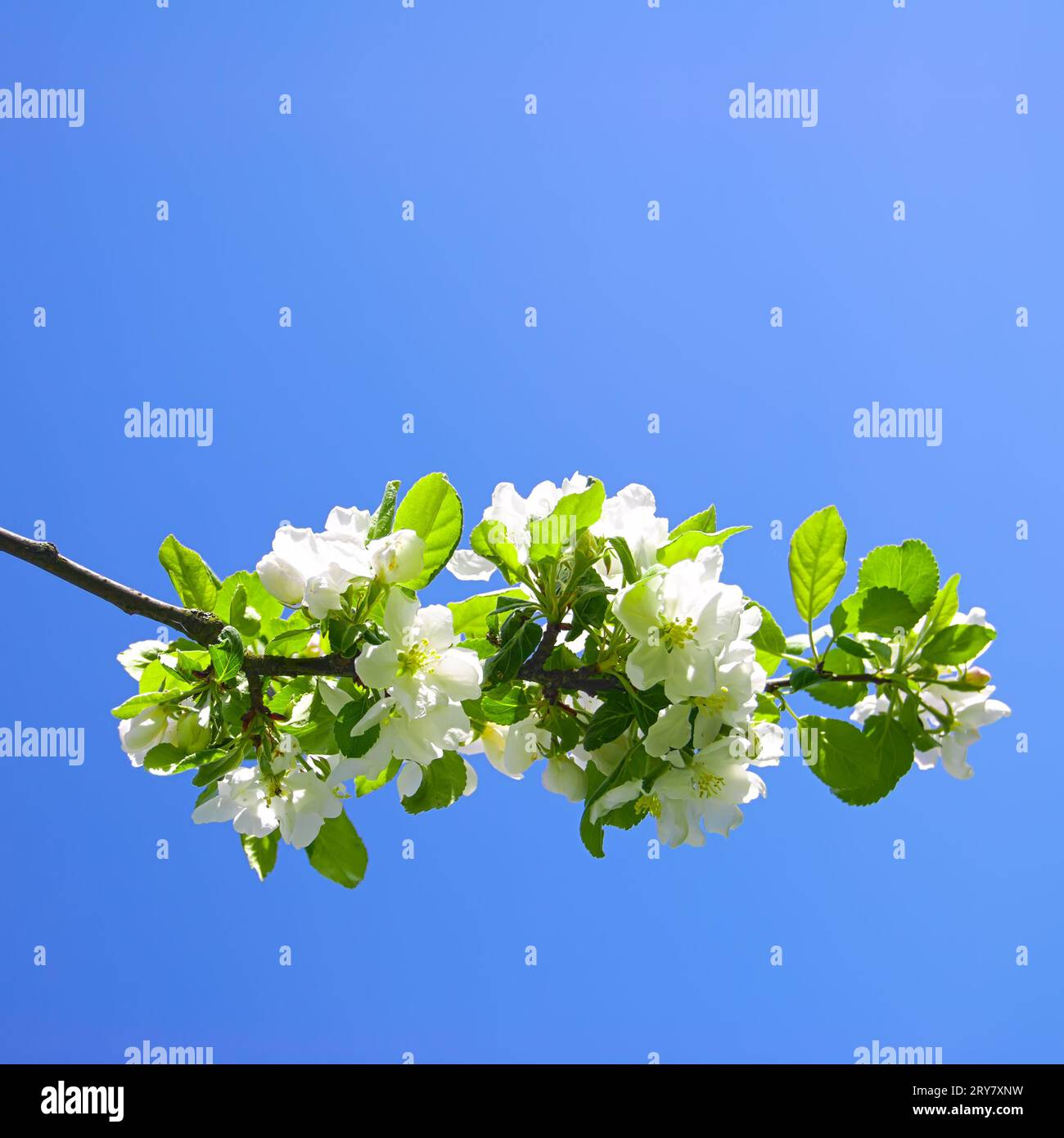 Single flower sprig hi-res stock photography and images - Alamy