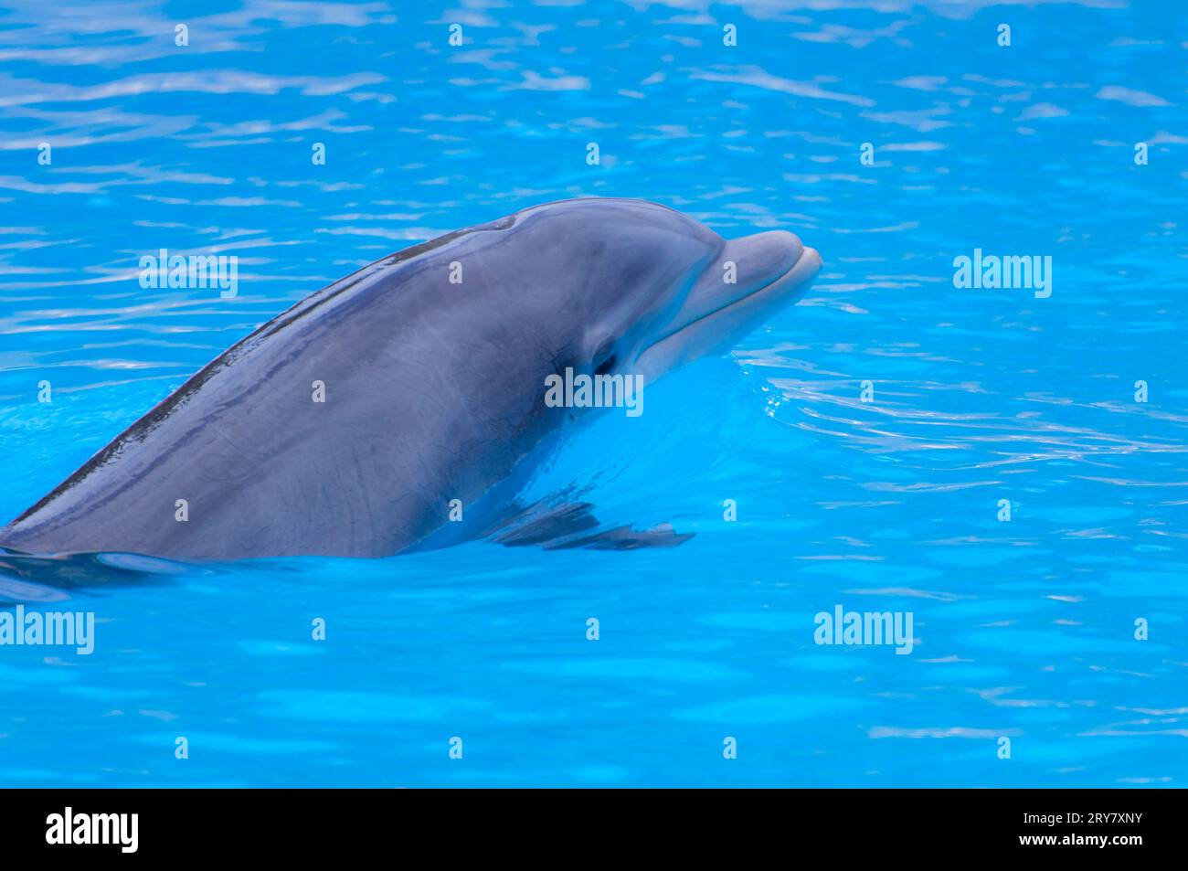 Delphin hi-res stock photography and images - Alamy