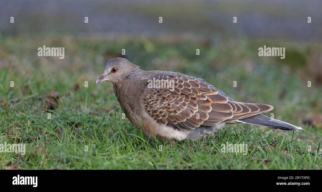 Oriental turtle dove streptopelia hi-res stock photography and images ...