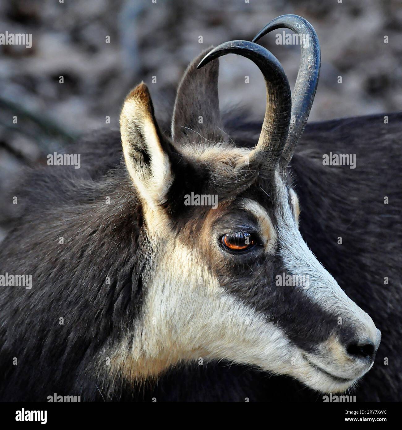 Gemse hi-res stock photography and images - Alamy