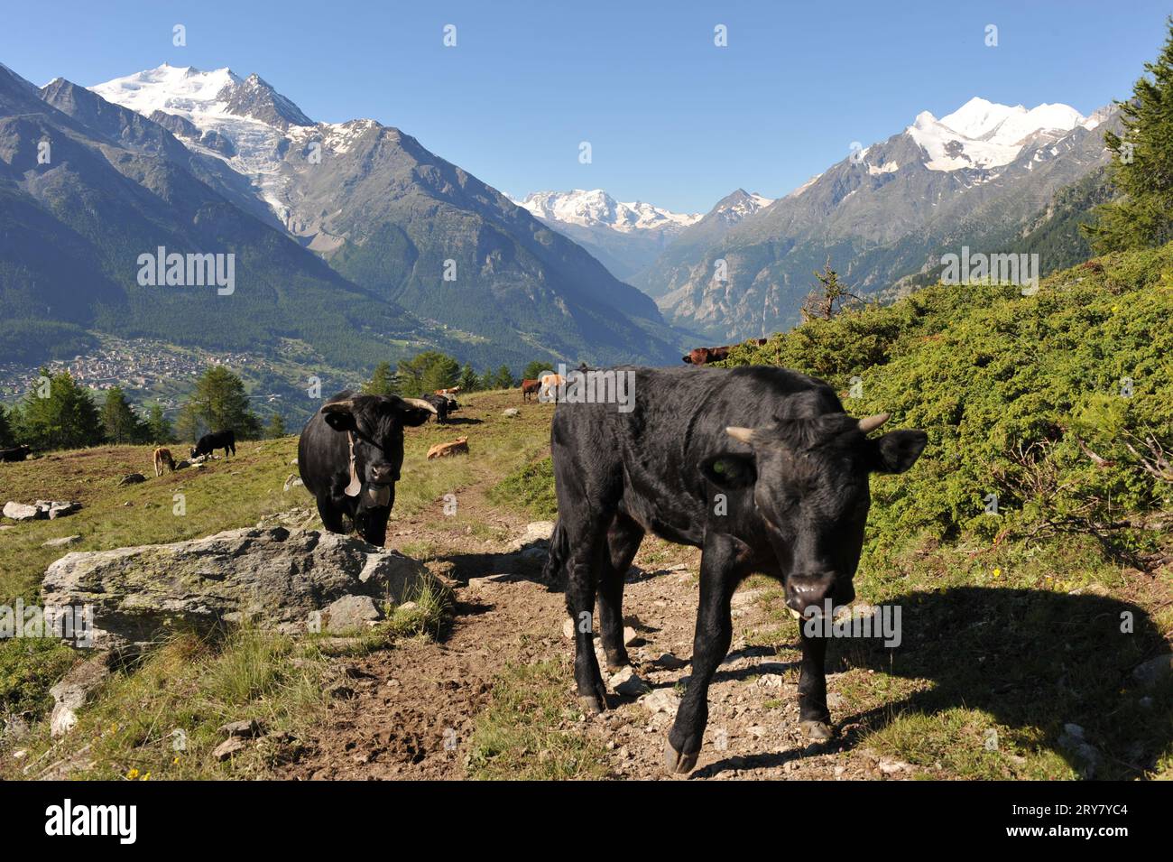 Alpine cows block the hiking trail, Alps, South Tyrol Stock Photo - Alamy